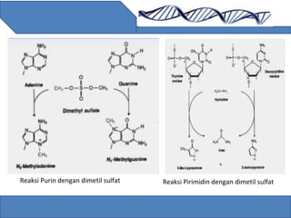 Kelompok 5 Kimia B (Sekuensing DNA) | PPT