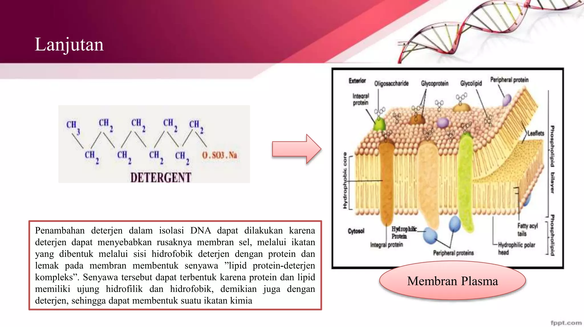 Isolasi DNA | PPTX