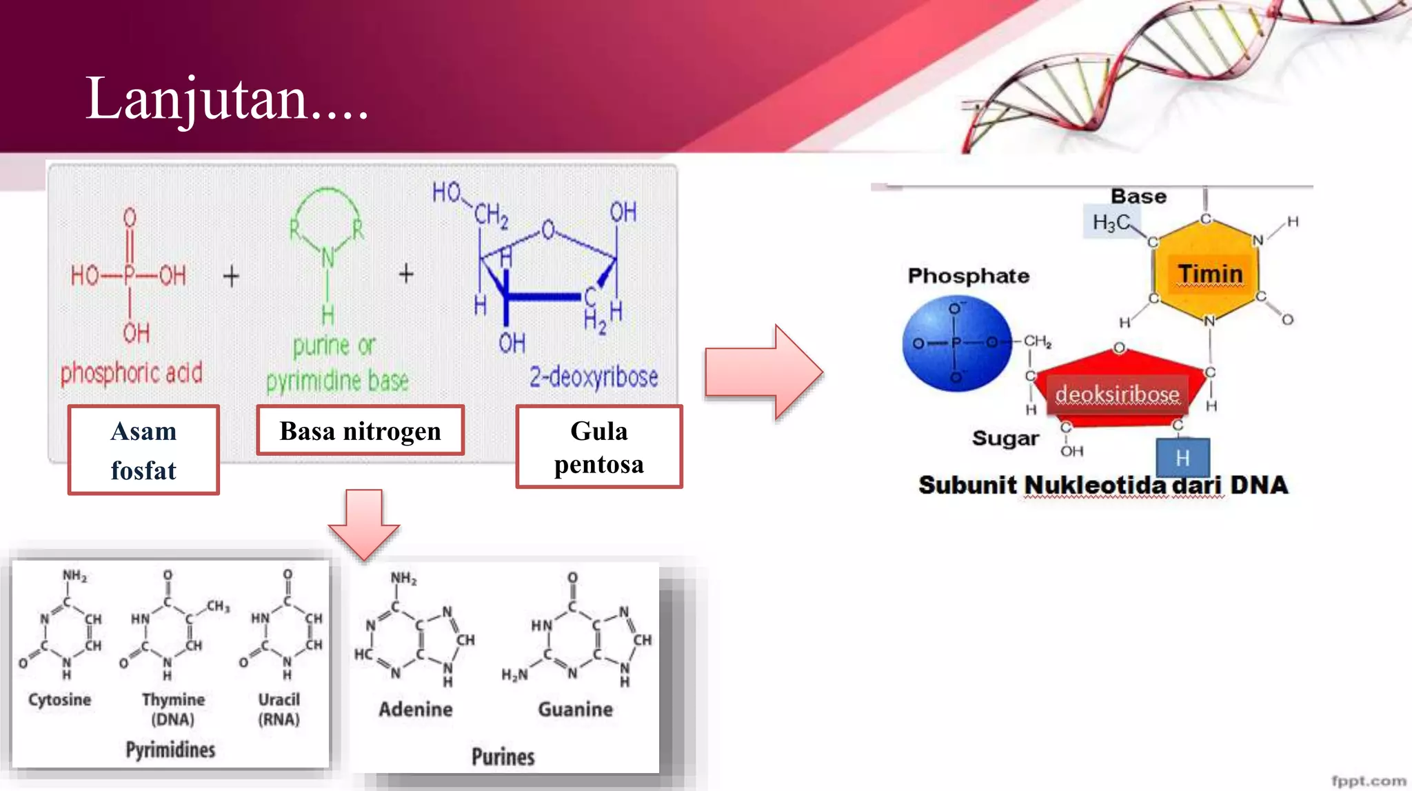 Isolasi DNA | PPTX
