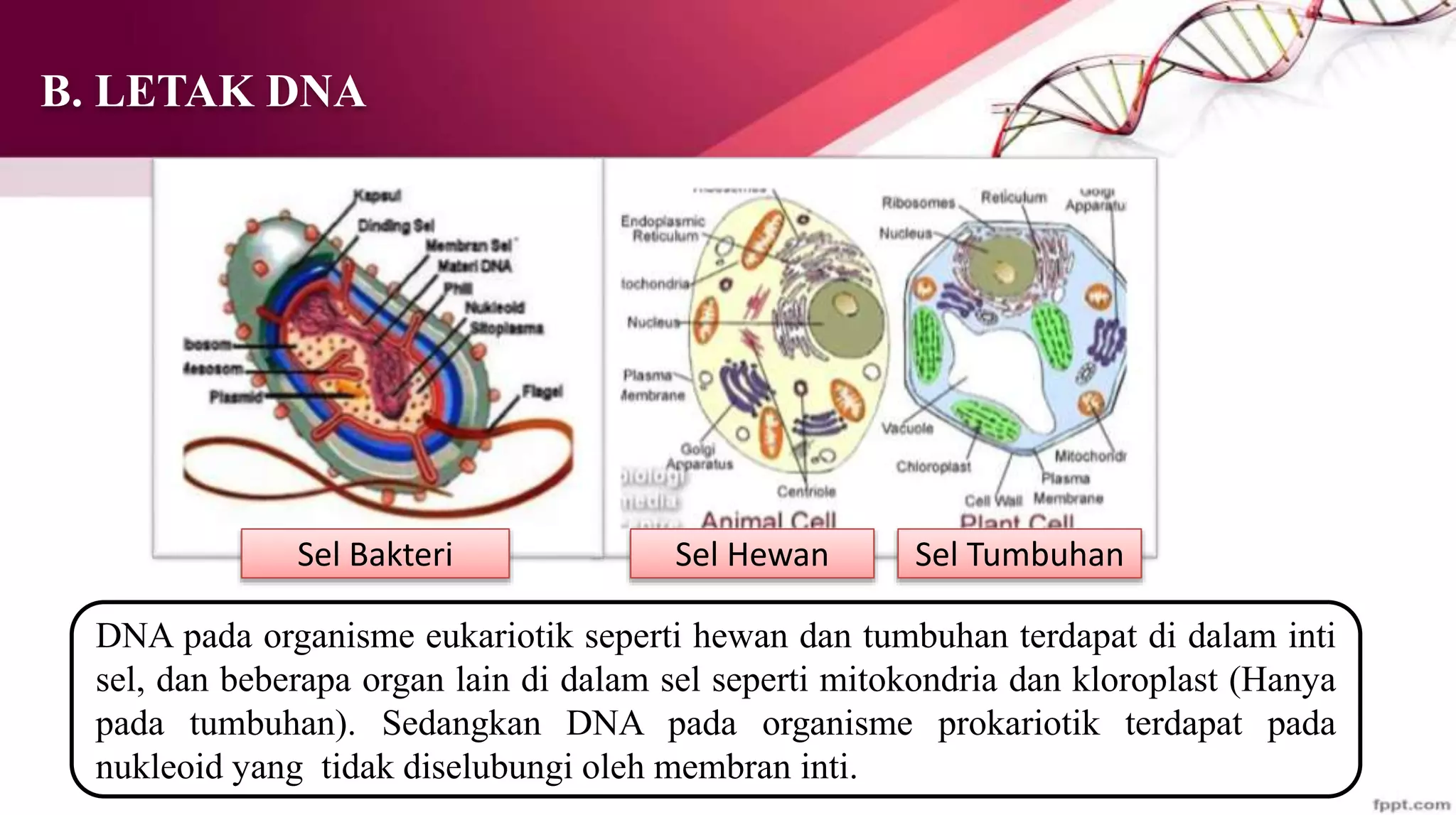 Isolasi DNA | PPTX