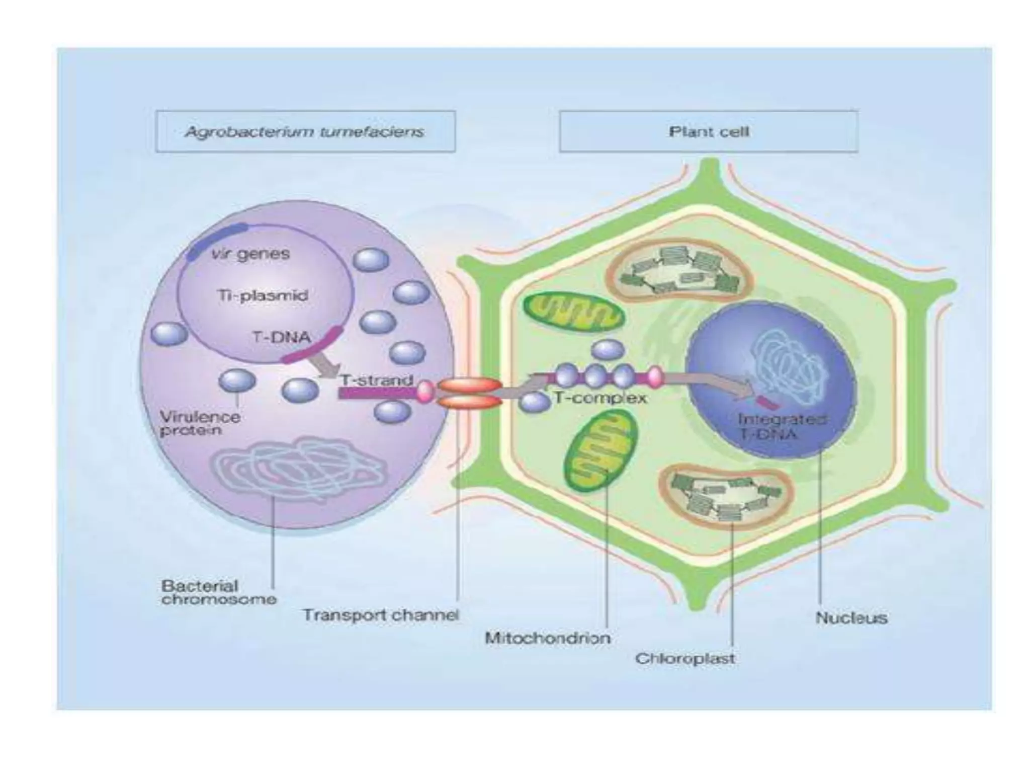 Bioteknologi transgenik (kel 2) | PPTX