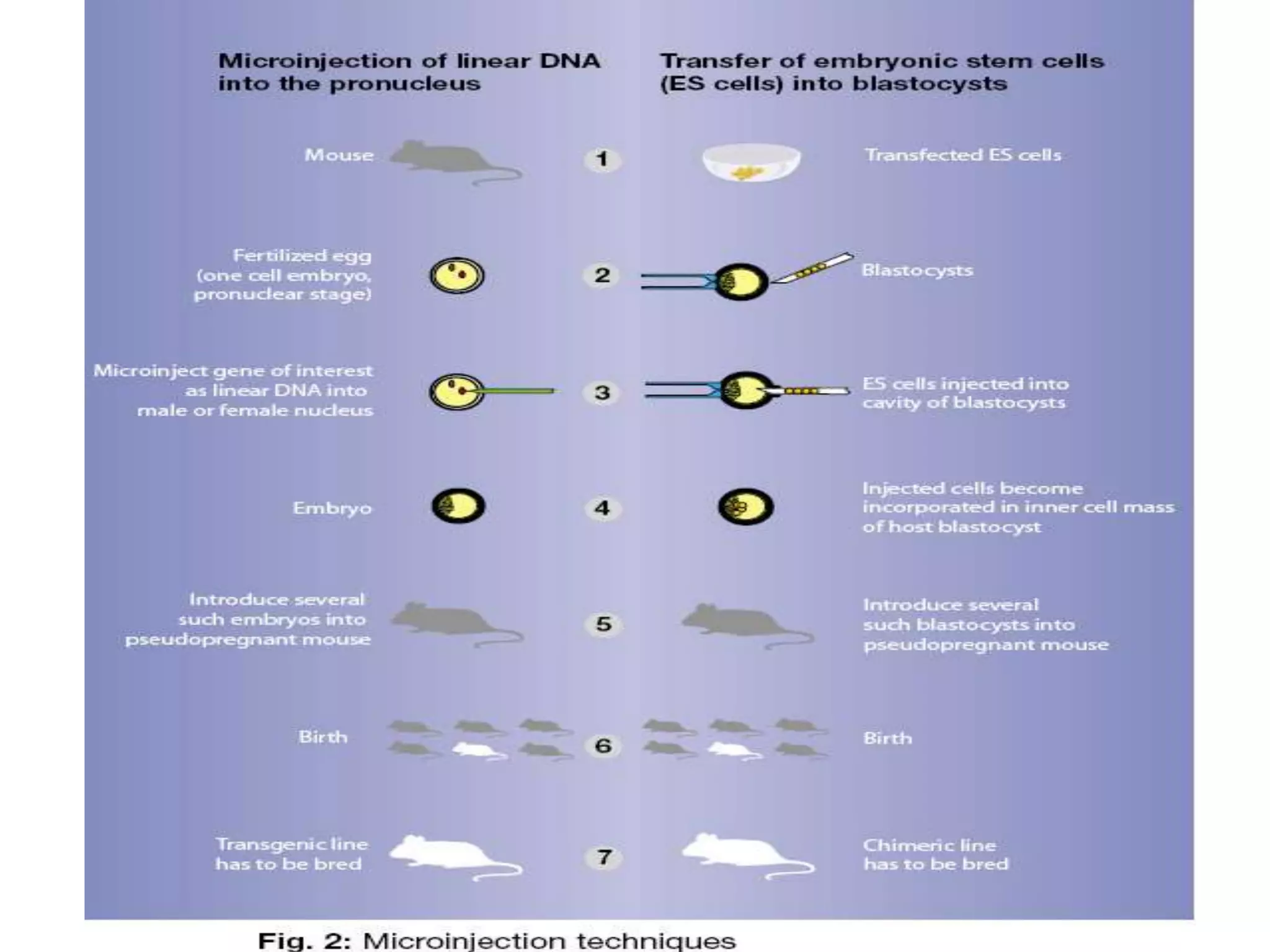 Bioteknologi transgenik (kel 2) | PPTX