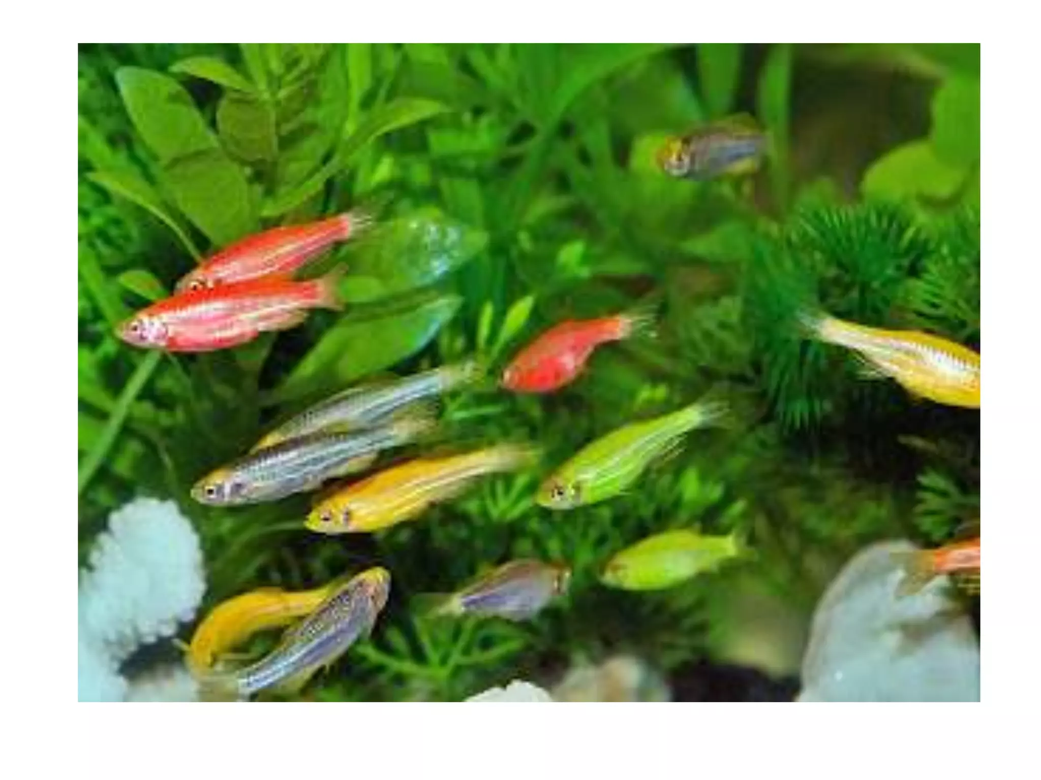 Bioteknologi transgenik (kel 2) | PPTX