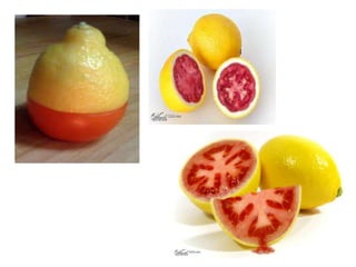 Bioteknologi transgenik (kel 2) | PPTX