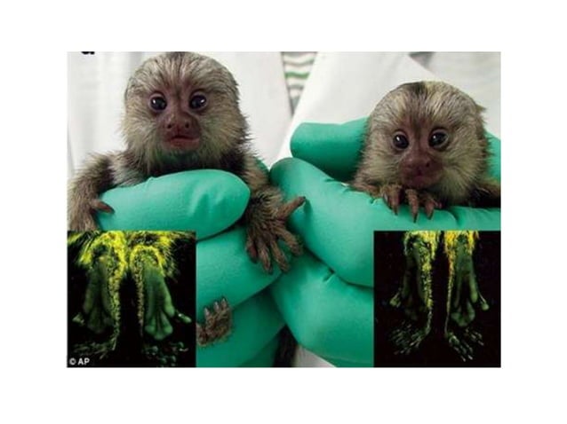 Bioteknologi transgenik (kel 2) | PPTX