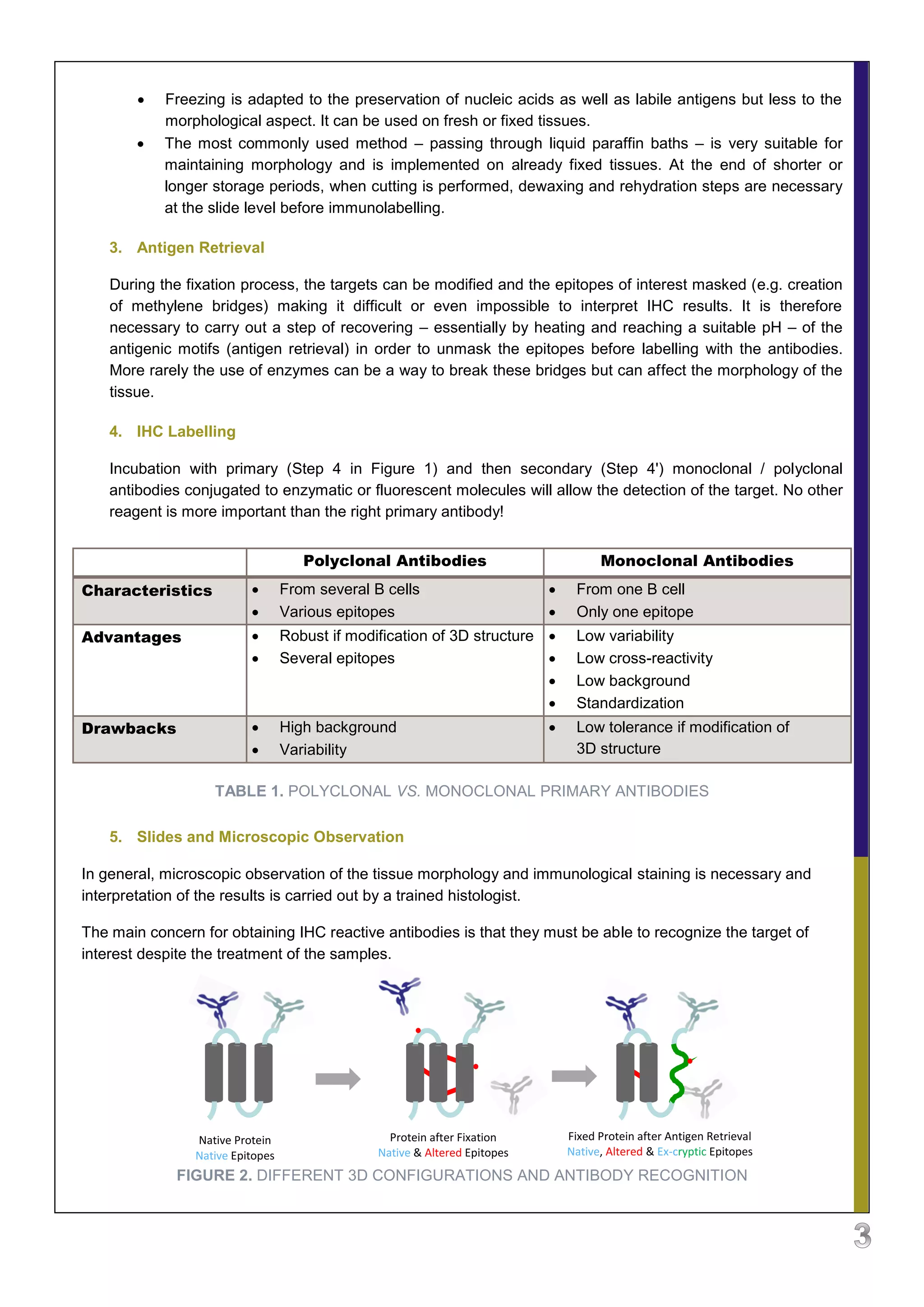 Antibodies for Immunohistochemistry (IHC) | PDF