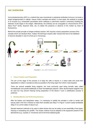 Antibodies for Immunohistochemistry (IHC) | PDF