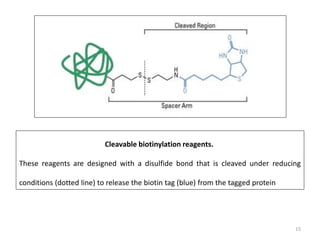 BIOTINYLATION | PDF