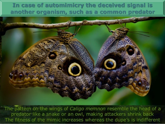 Biotic relationships - Part 2 Mimicry and camouflage