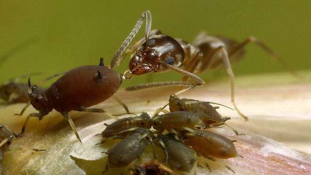 Insects and their biotic environment | PPTX
