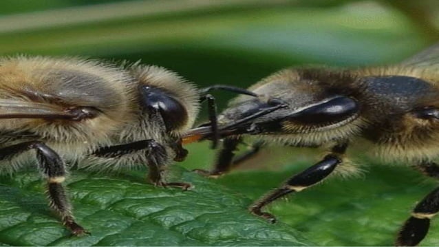 Insects and their biotic environment | PPTX