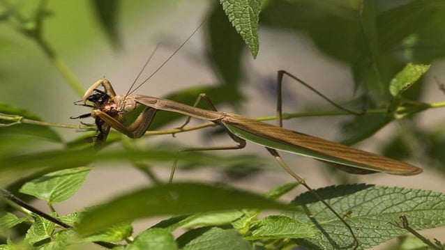 Insects and their biotic environment | PPTX