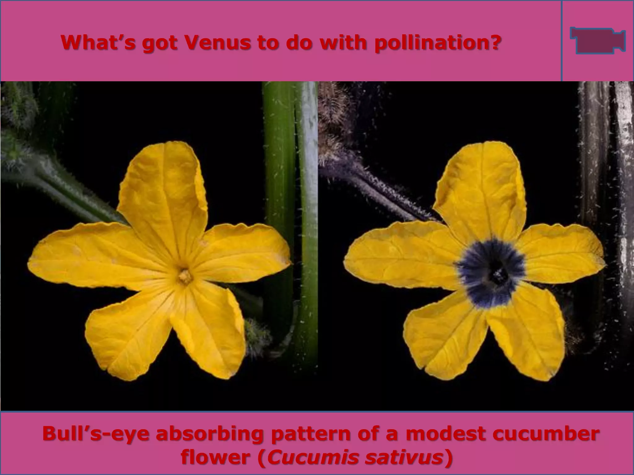 Biotic relationships Part 3 Some striking examples of … pollination | PPT