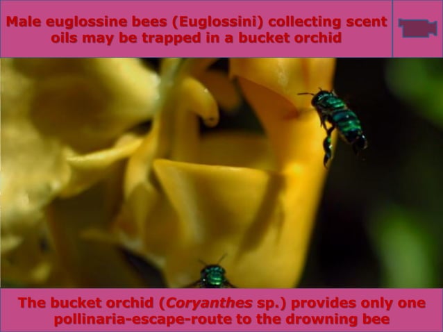 Biotic relationships Part 3 Some striking examples of … pollination | PPT