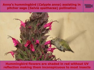 Biotic relationships Part 3 Some striking examples of … pollination | PPT