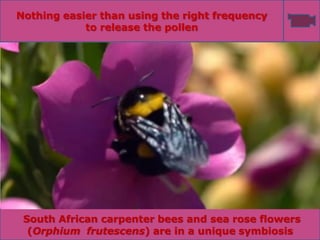 Biotic relationships Part 3 Some striking examples of … pollination | PPT