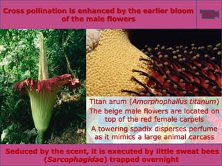 Biotic relationships Part 3 Some striking examples of … pollination | PPT
