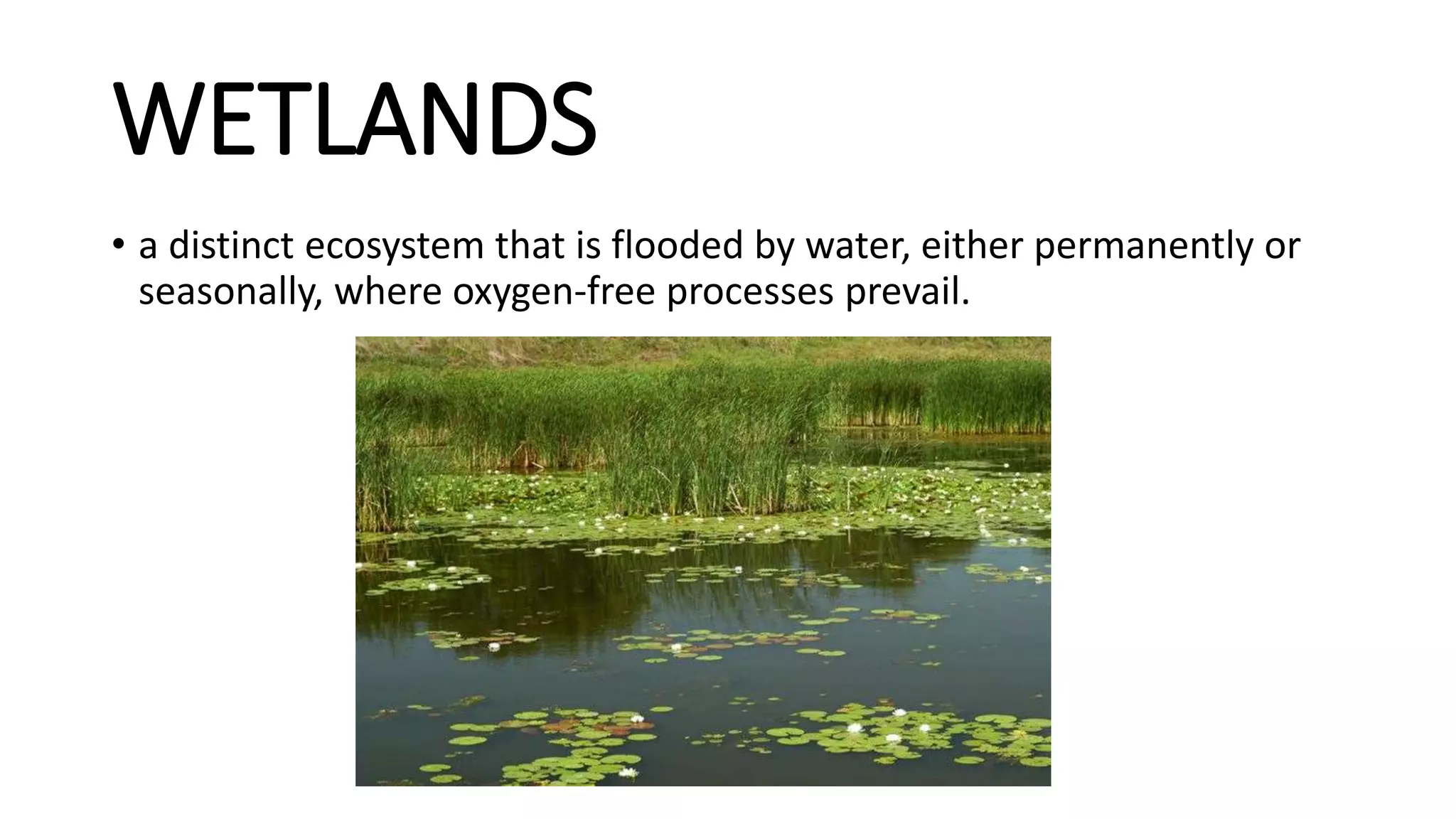 Biotic & Abiotic Factors + Biomes (Grade 7) | PPTX