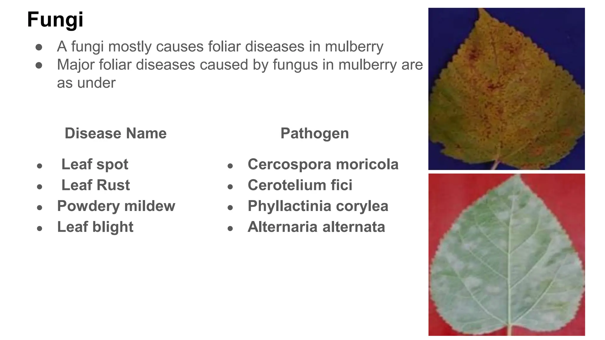 Biotic & abiotic factors of plant diseases.pptx