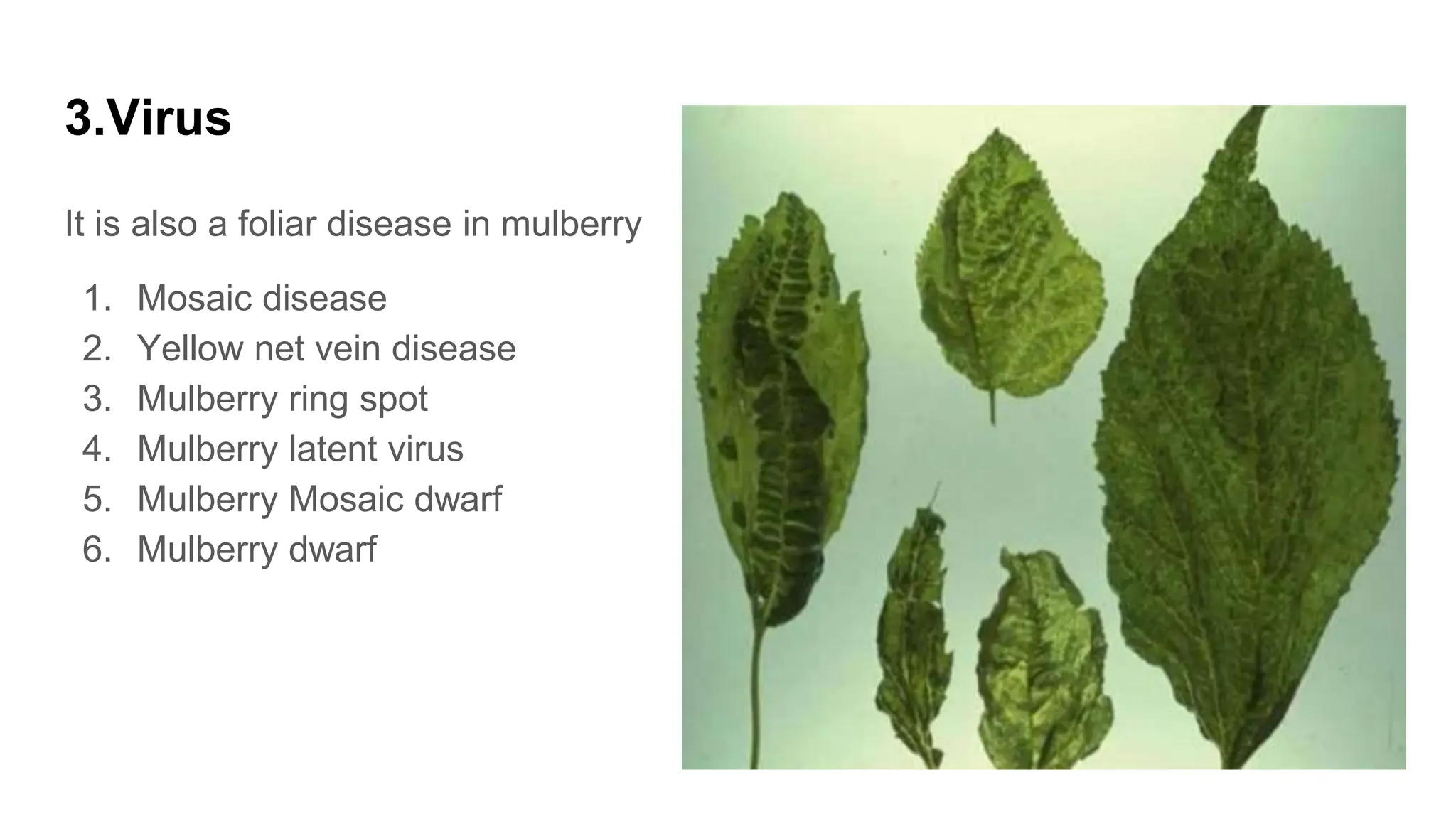 Biotic & abiotic factors of plant diseases.pptx