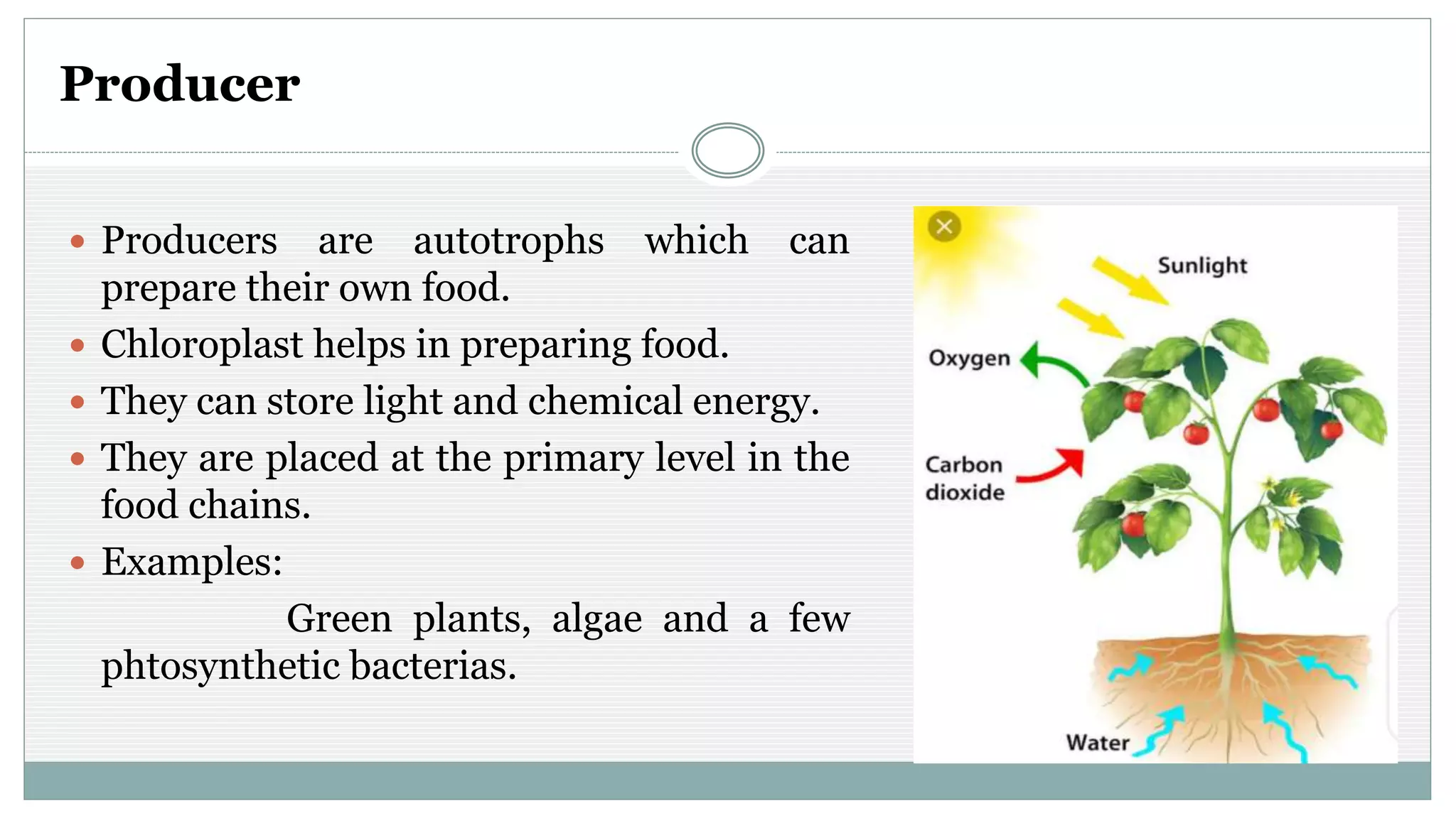Ecosystem Biotic & Abiotic Factor | PPTX