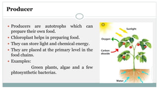 Ecosystem Biotic & Abiotic Factor | PPTX