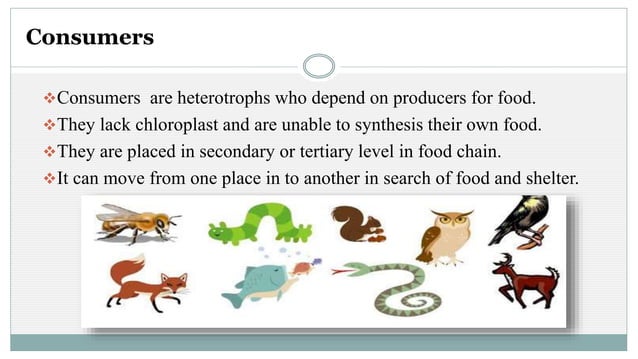 Ecosystem Biotic & Abiotic Factor | PPT