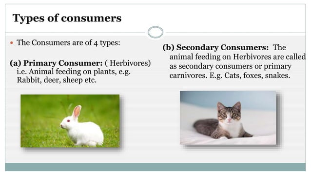 Ecosystem Biotic & Abiotic Factor | PPT