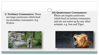 Ecosystem Biotic & Abiotic Factor | PPTX