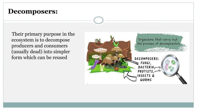 Ecosystem Biotic & Abiotic Factor | PPT
