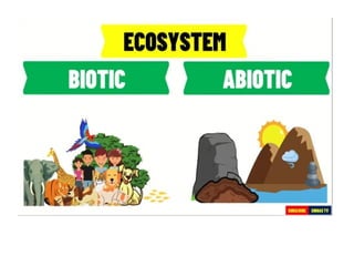 Biotic and Abiotic Factor.pptxppyxpptxpptx | PPT