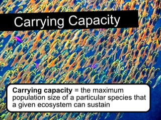 Biotic and Abiotic Factors | PPT