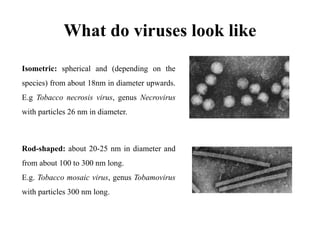 Important biotic disease causing agents.pptx