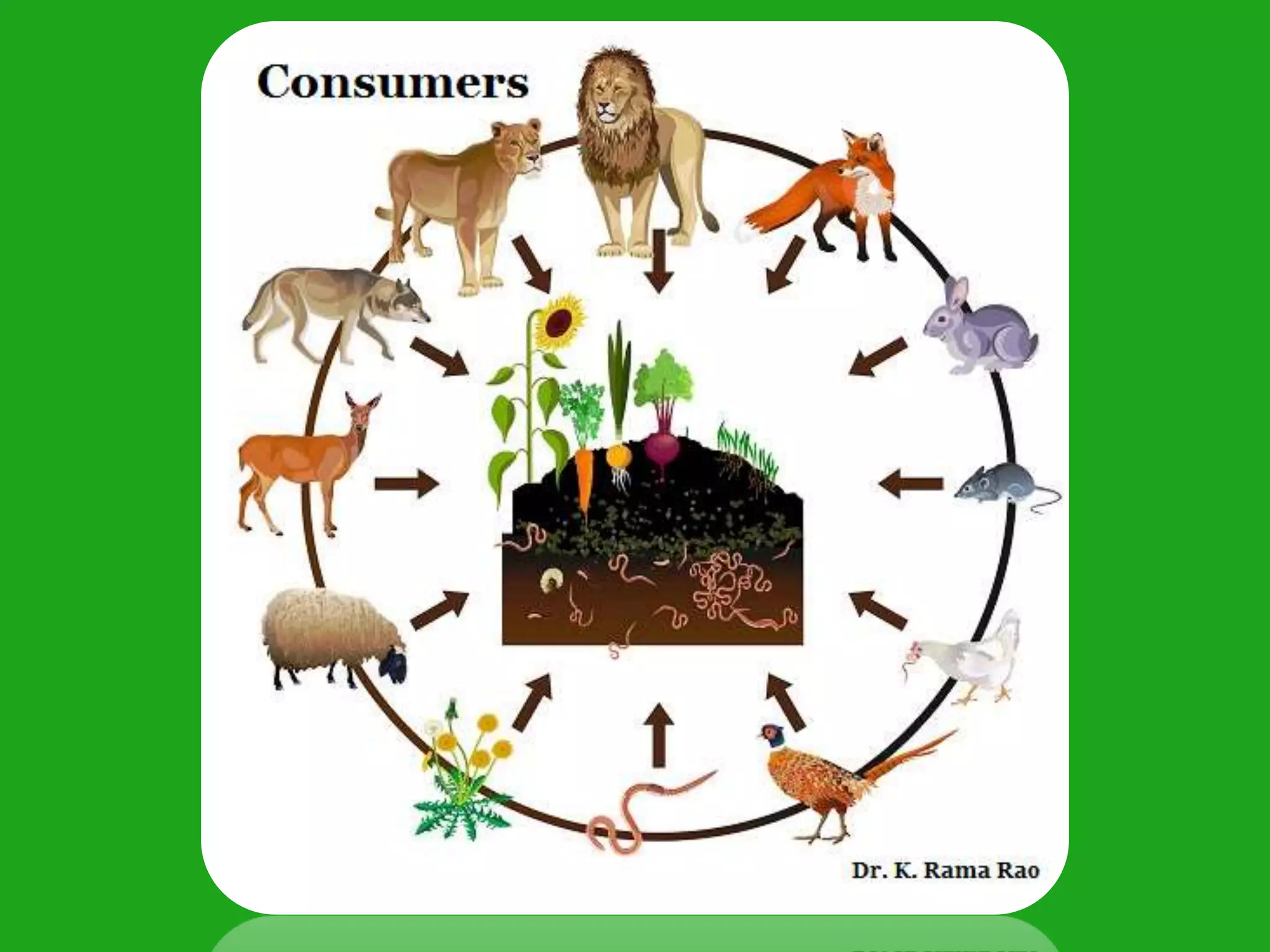 Biotic Factors in an Ecosystem | PPTX