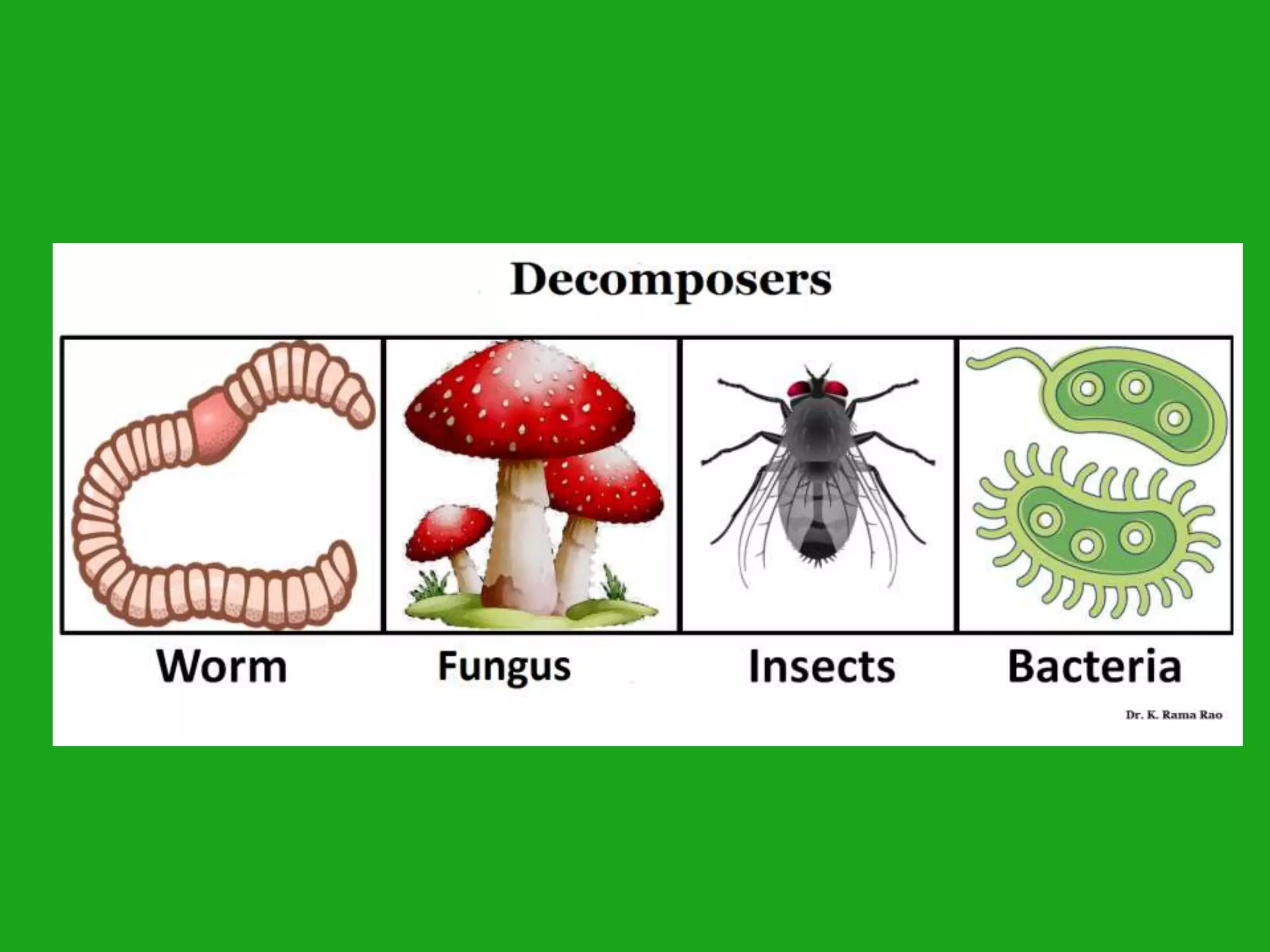 Biotic Factors in an Ecosystem | PPTX