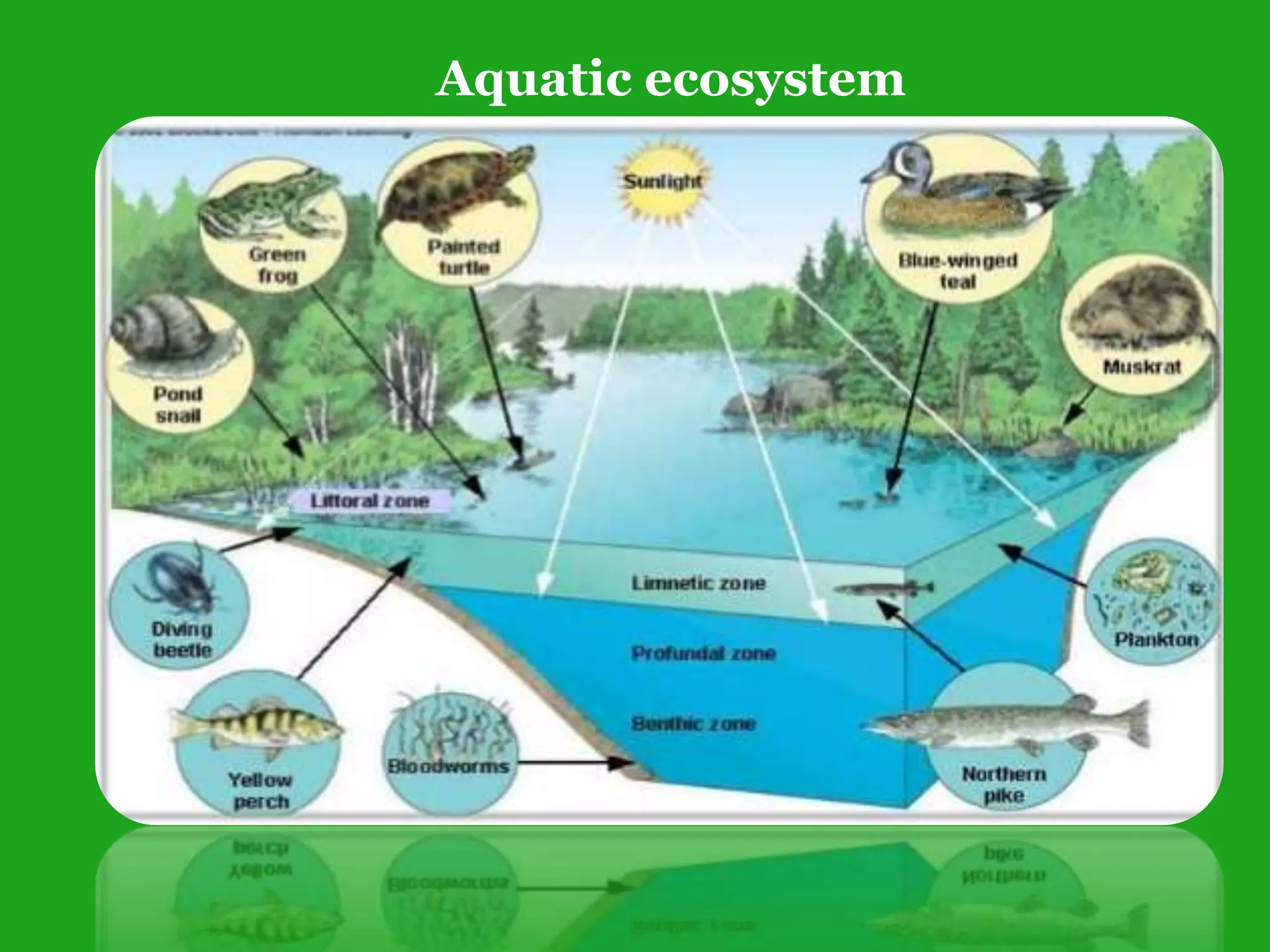 Biotic Factors in an Ecosystem | PPTX