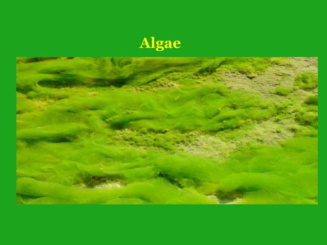 Biotic Factors in an Ecosystem | PPTX | Geography | Science