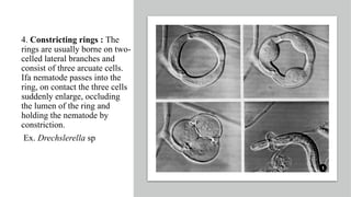 Biotic factors affecting nematodes-1.pptx