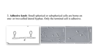 Biotic factors affecting nematodes-1.pptx