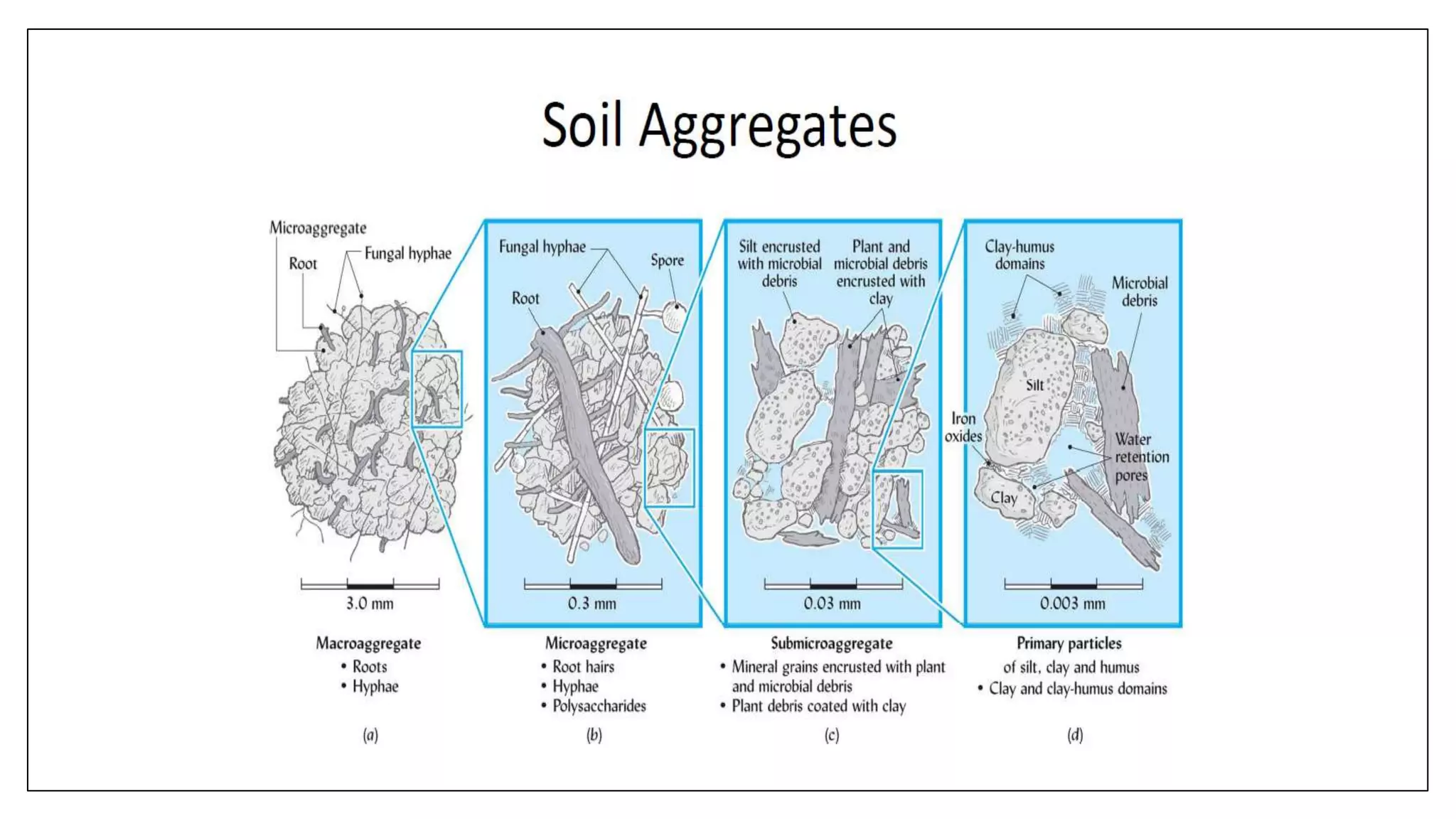 Biotic factors in soil formation,soil aggregation | PPTX