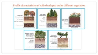 Biotic factors in soil formation,soil aggregation | PPTX