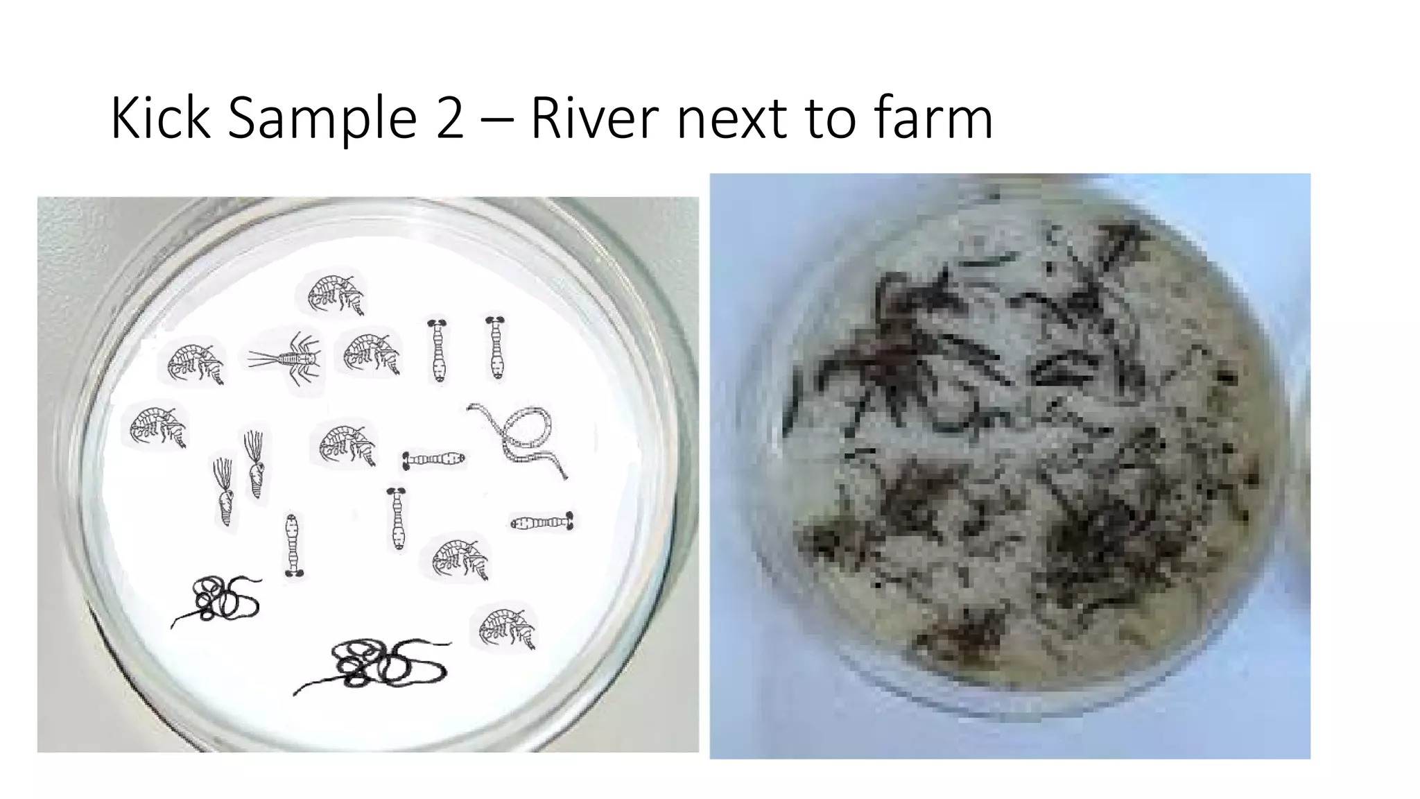 Biotic index online river sampling activity | PDF