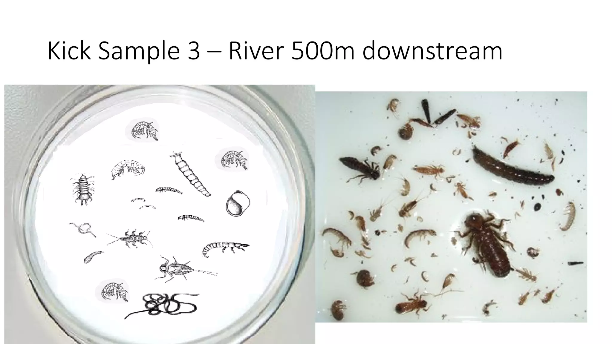 Biotic index online river sampling activity | PDF
