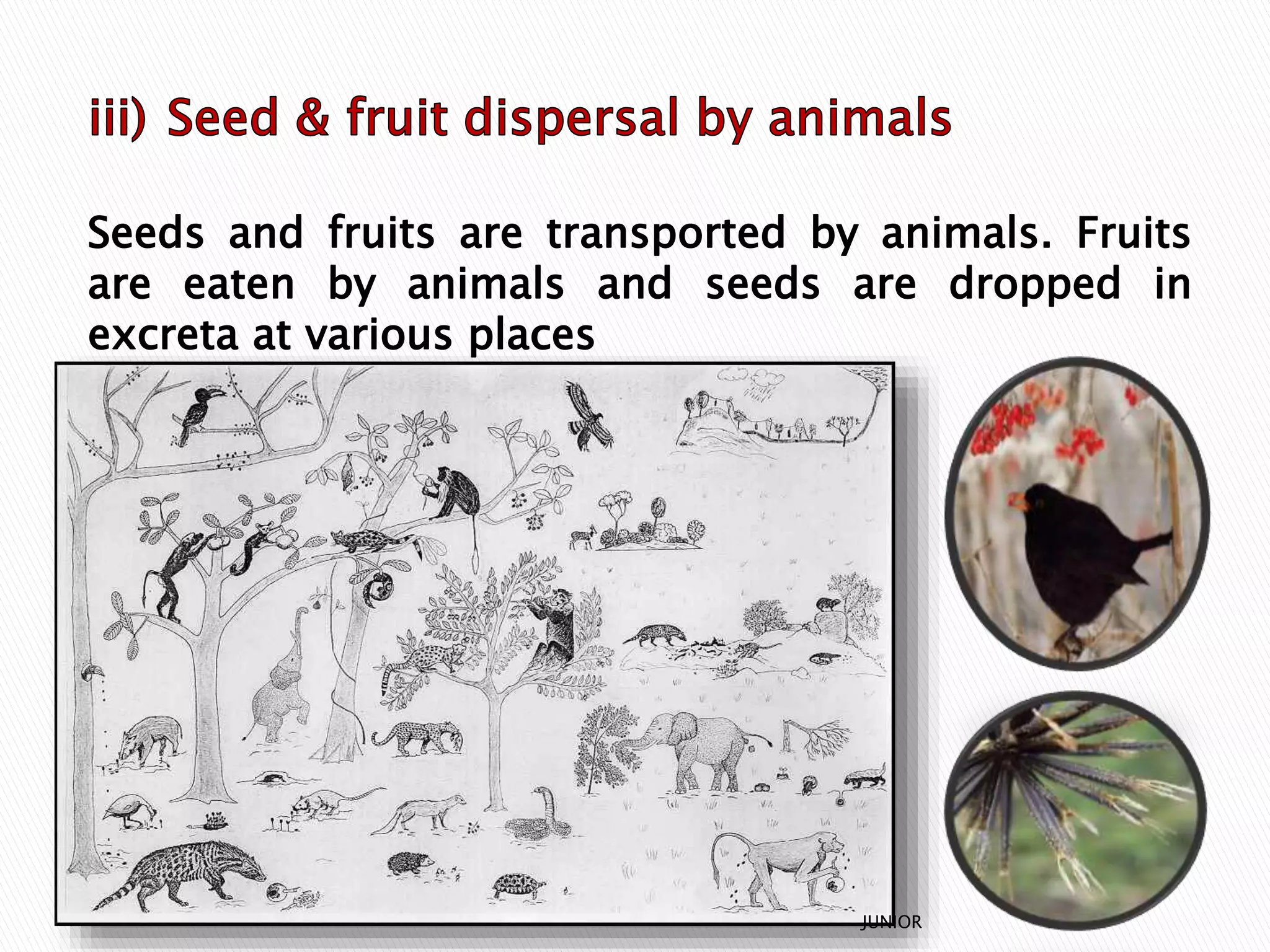 Biotic interactions | PPT