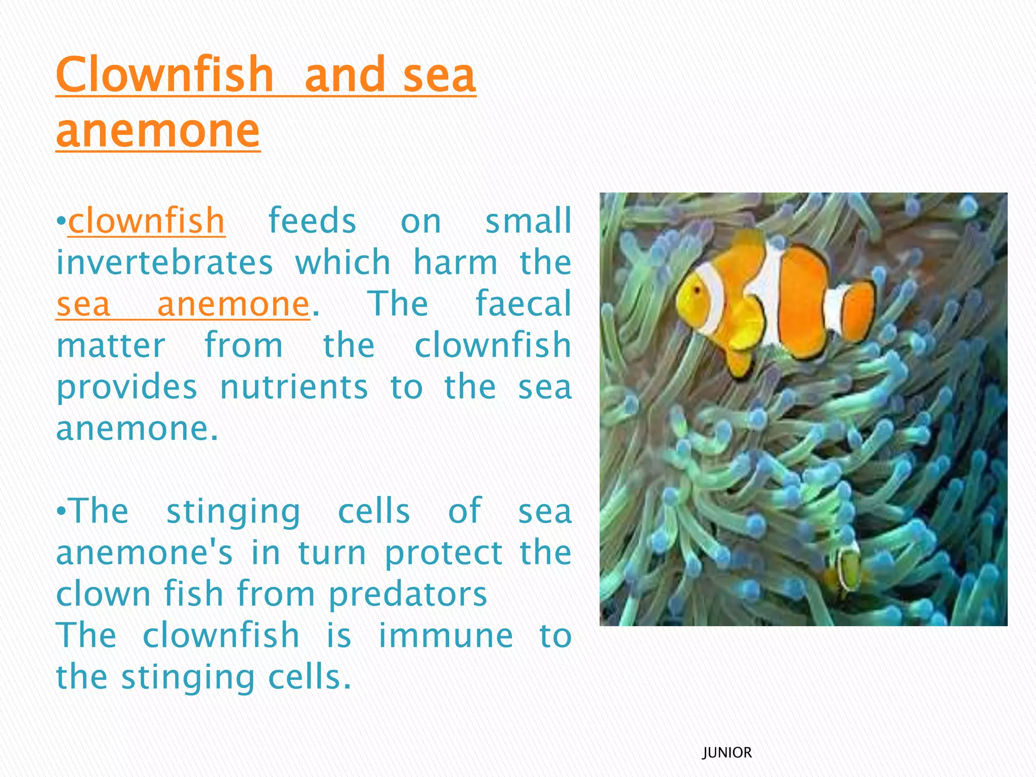Biotic interactions | PPT
