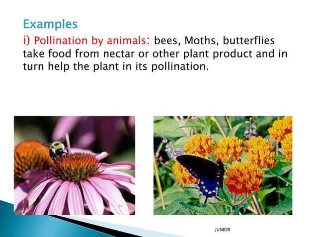 Biotic interactions | PPT | Gardening | Home & Garden