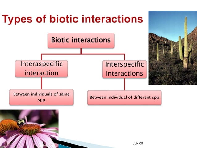 Biotic interactions | PPT | Gardening | Home & Garden