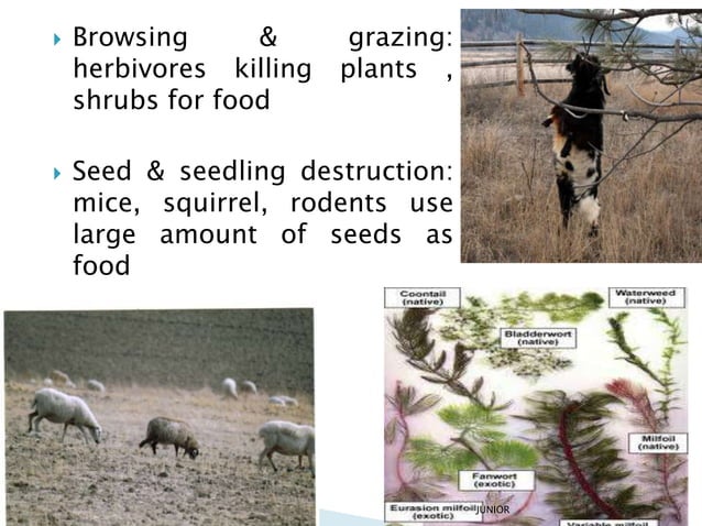 Biotic interactions | PPT | Gardening | Home & Garden