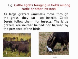 Biotic interactions | PPT