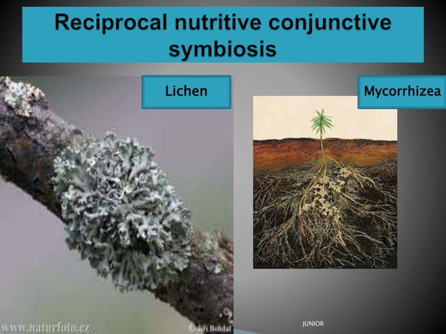 Biotic interactions | PPT | Gardening | Home & Garden